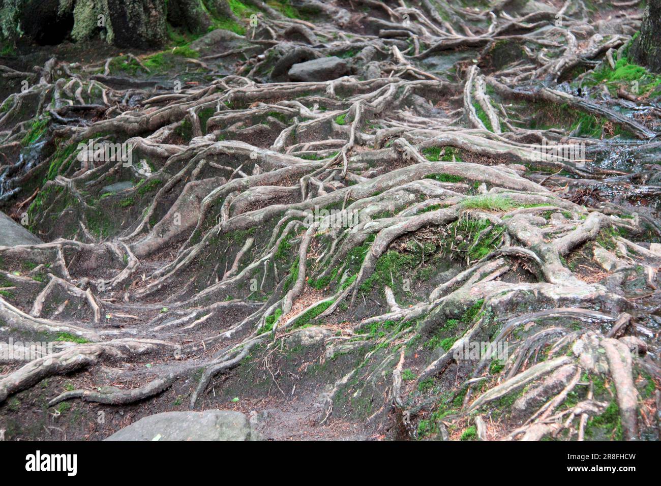Roots of a tree in the Giant Mountains Poland Stock Photo - Alamy