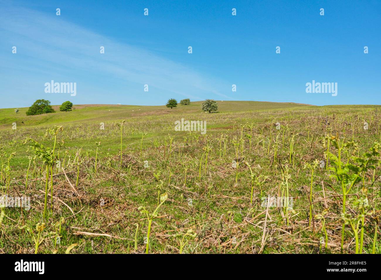 Garway Hill covering 85 hectares, at it's summit of almost 1200ft the ...