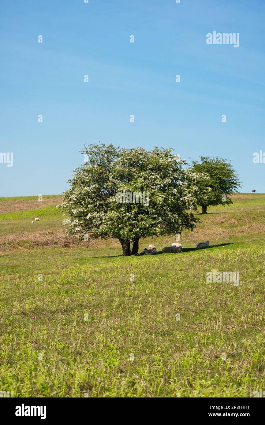 Sheep sheltering from the morning sun beneath a flowering Hawthorn tree ...