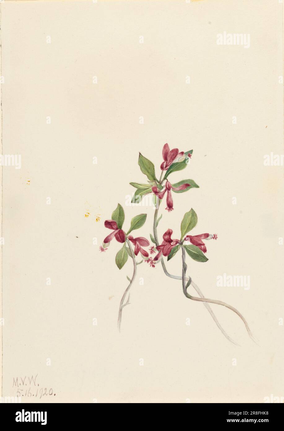 Fringed Polygala (Polygala paucifolia) 1920 by Mary Vaux Walcott, born ...