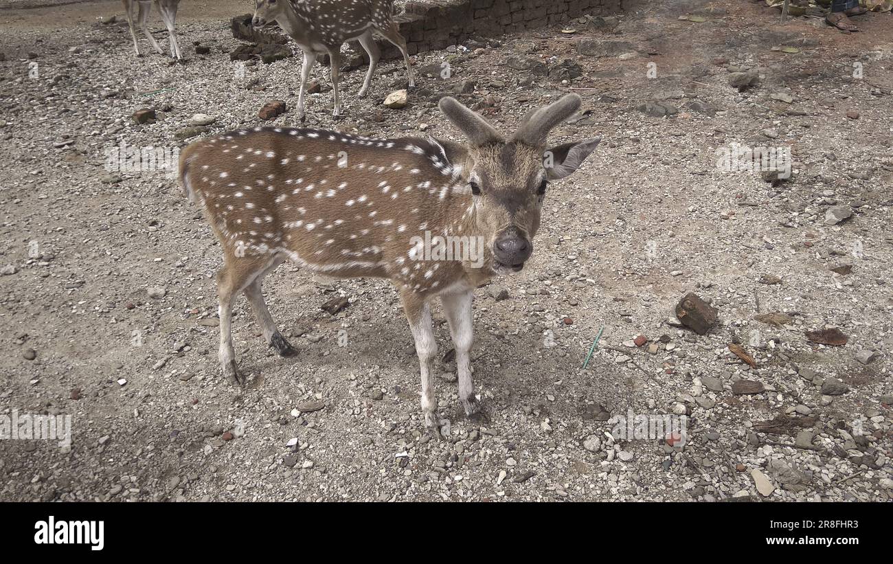 Red deer roaming wild hi-res stock photography and images - Alamy