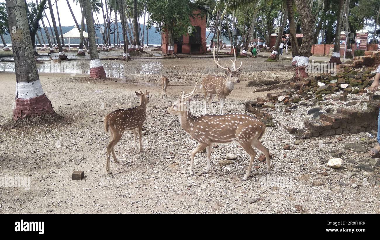 Red deer roaming wild hi-res stock photography and images - Alamy