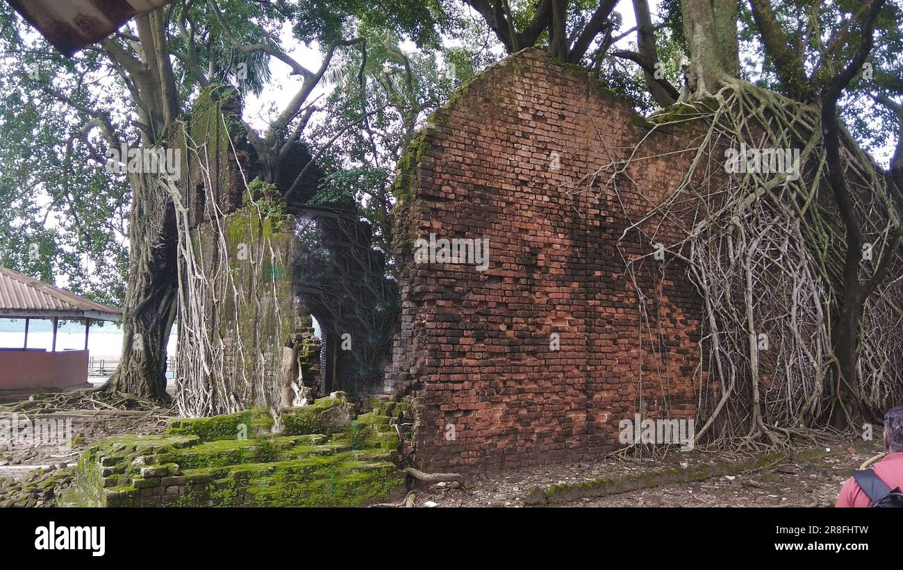Banyan tree roots covered the old dilapidated house Stock Photo - Alamy