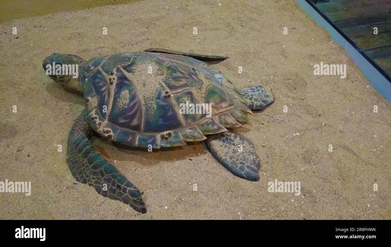 Popular marine wildlife hi-res stock photography and images - Alamy