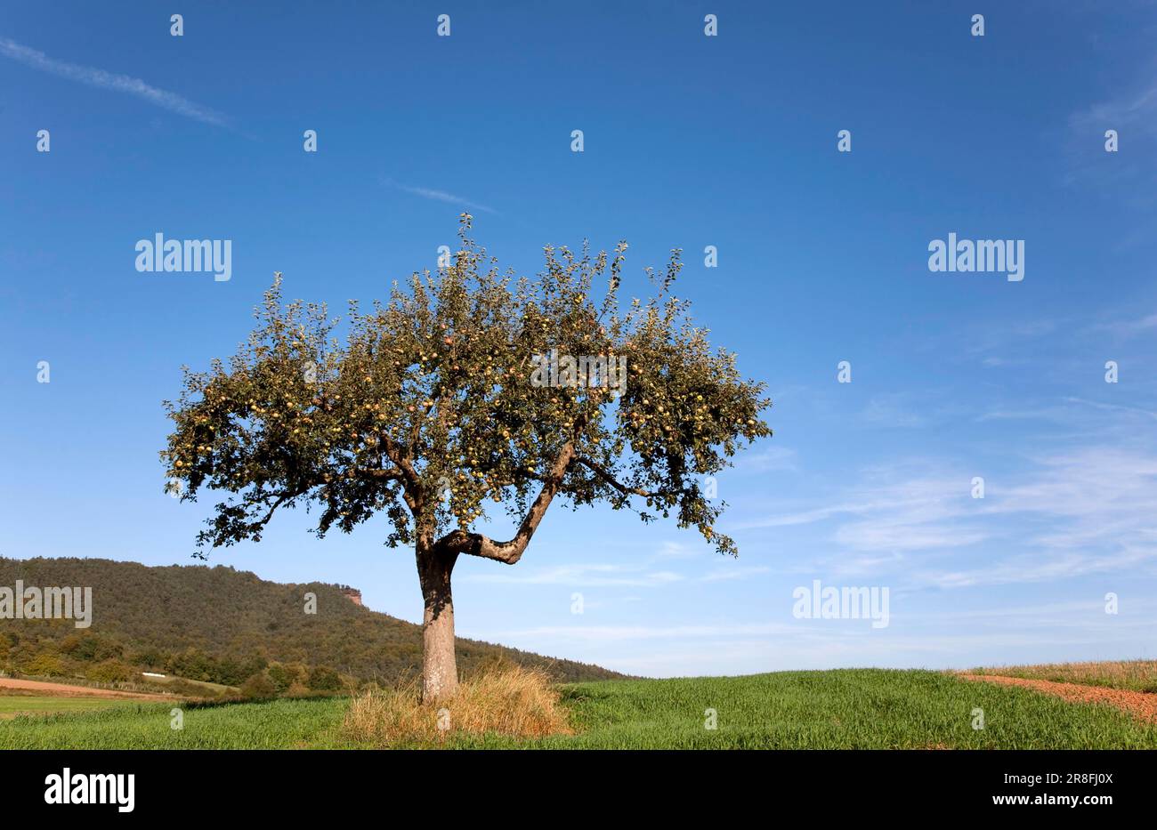 Apple tree mountain hi-res stock photography and images - Alamy