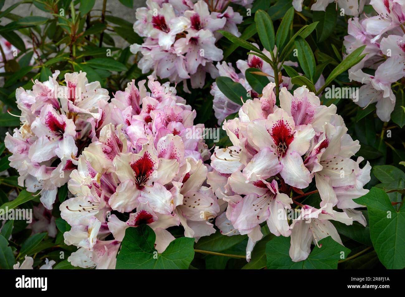 Heath family hi-res stock photography and images - Alamy