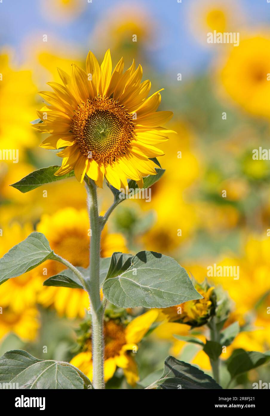 Sunflower oil crop hi-res stock photography and images - Alamy