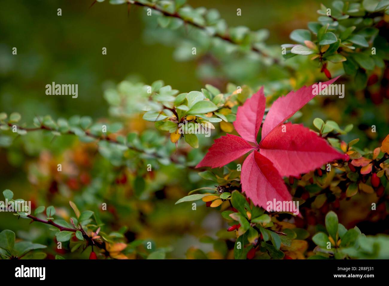 Stranger vine hi-res stock photography and images - Alamy
