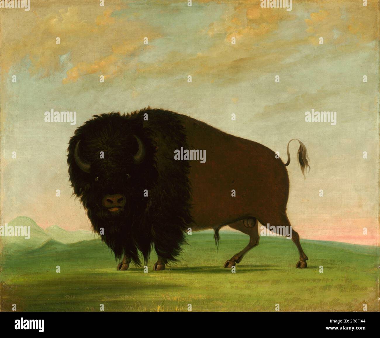 Buffalo Bull, Grazing on the Prairie 1832-1833 by George Catlin, born ...
