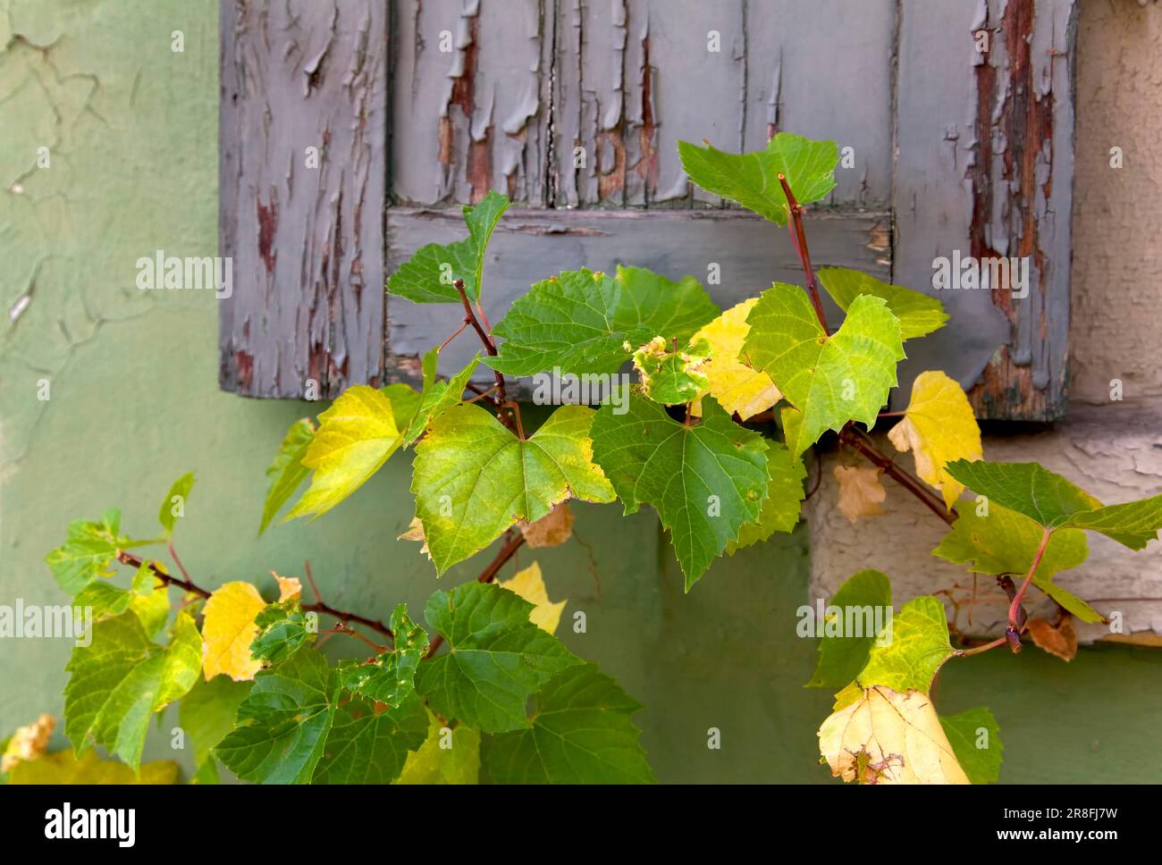 Detail of a window with vine Stock Photo - Alamy