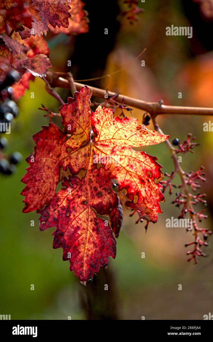 Red vine leaves Stock Photo - Alamy
