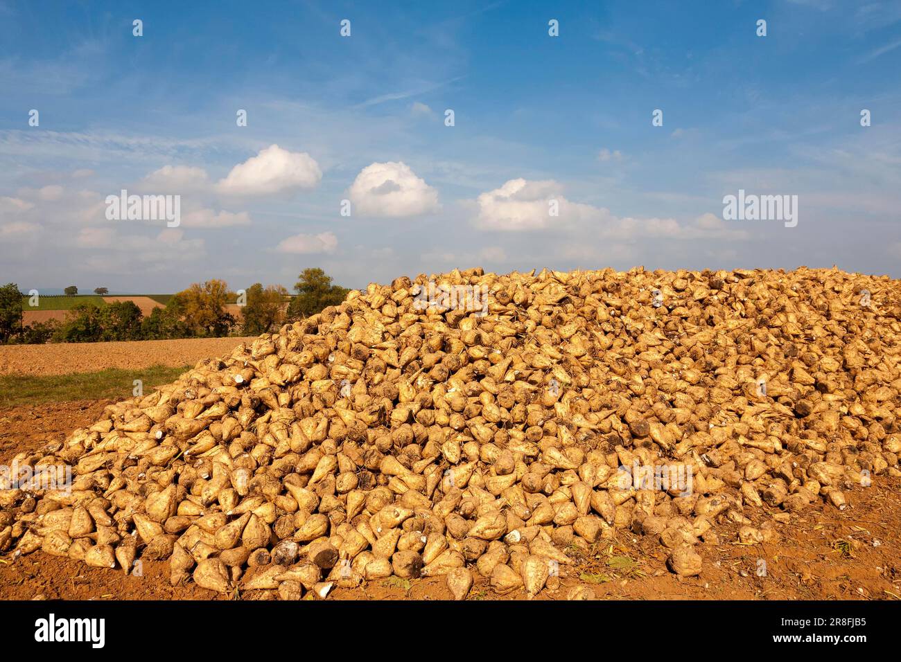 Sugar beet harvest Stock Photo - Alamy