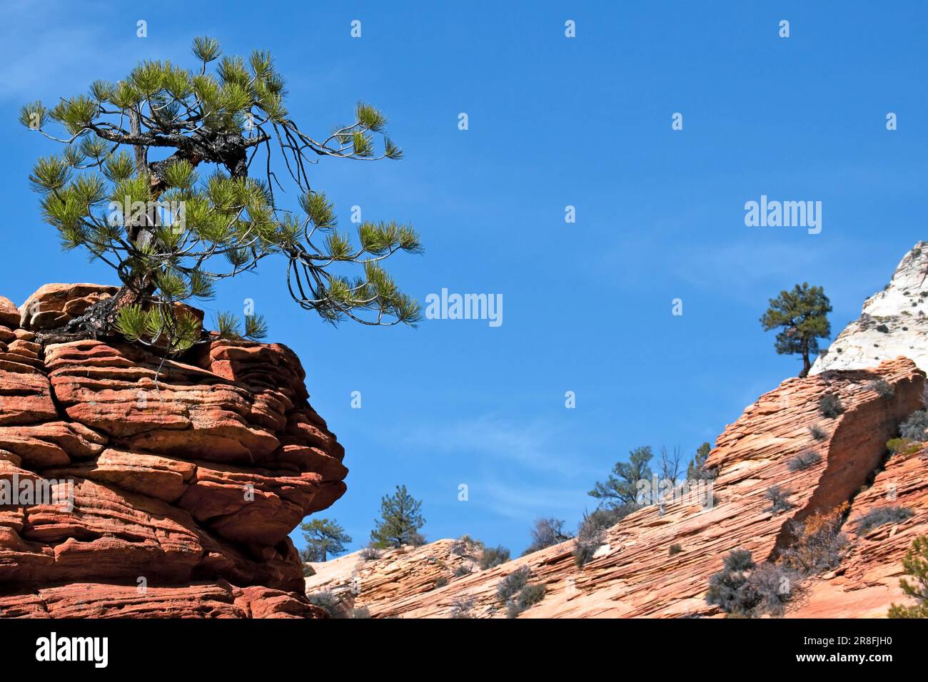 Stunted Tree on a Rocky Outcrop Stock Photo - Alamy