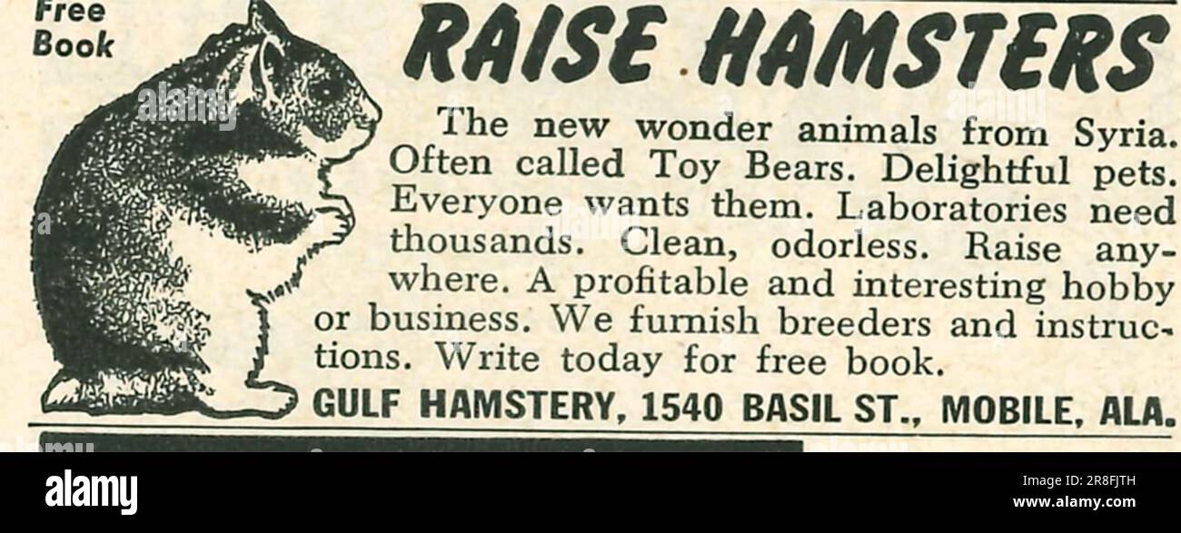 Raise hamsters hi-res stock photography and images - Alamy