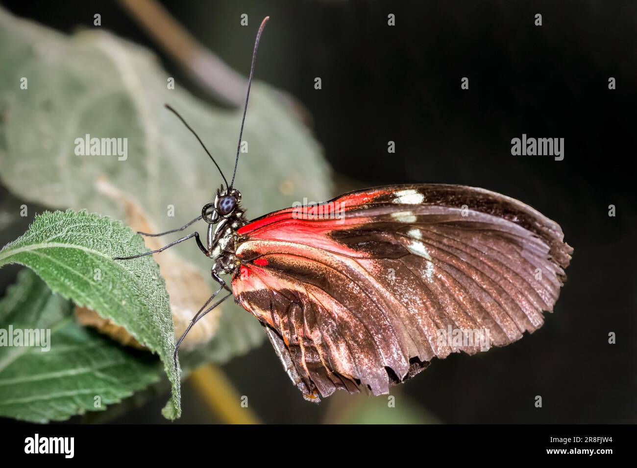 Close up different butterfly hi-res stock photography and images - Alamy