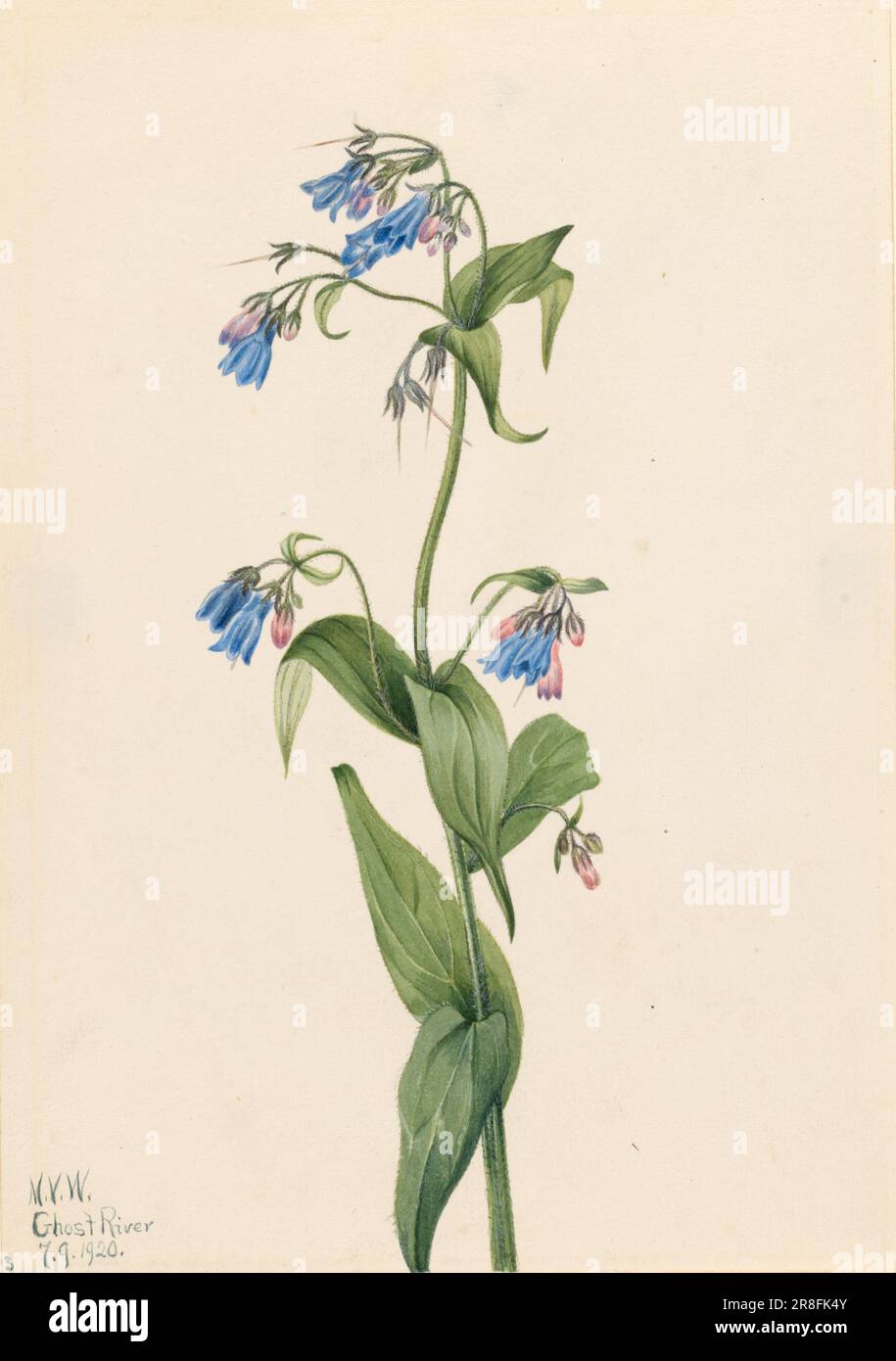 Western Bluebells (Mertensia paniculata) 1920 by Mary Vaux Walcott ...