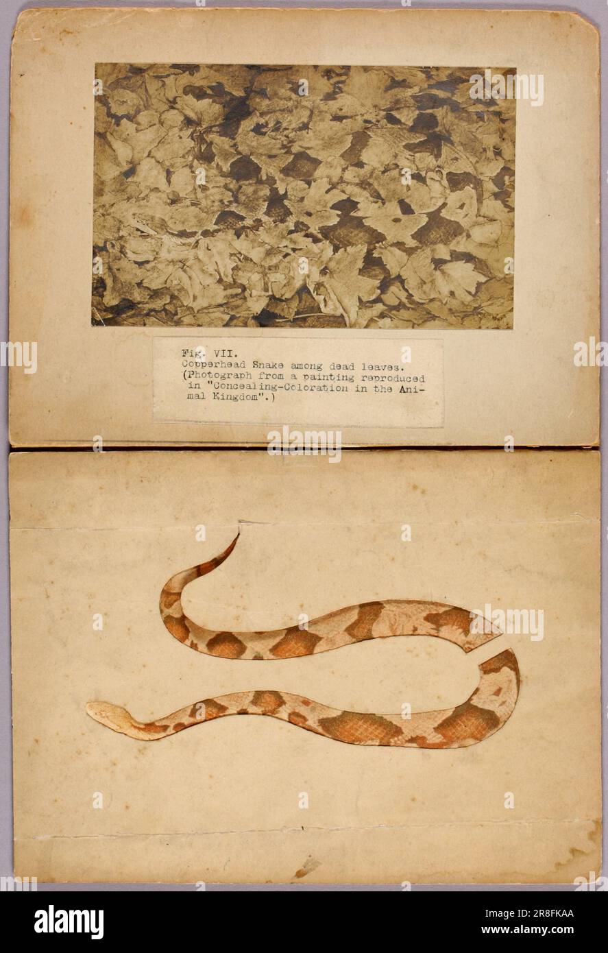 Fig. VII Copperhead Snake among dead leaves, study folder for book ...