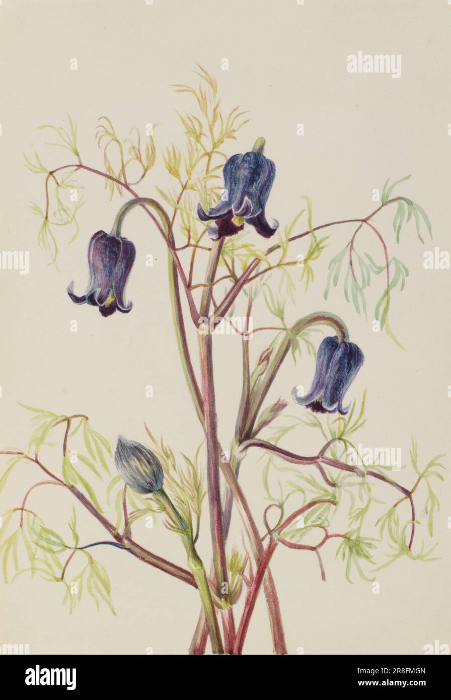 Leather Flower (Clematis hirsutissima) ca. 1930s by Mary Vaux Walcott ...