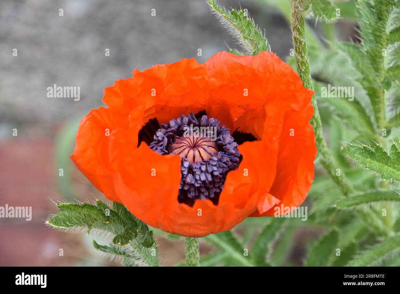 Oriental poppy plant with a flowering orange Oriental poppy blossom ...
