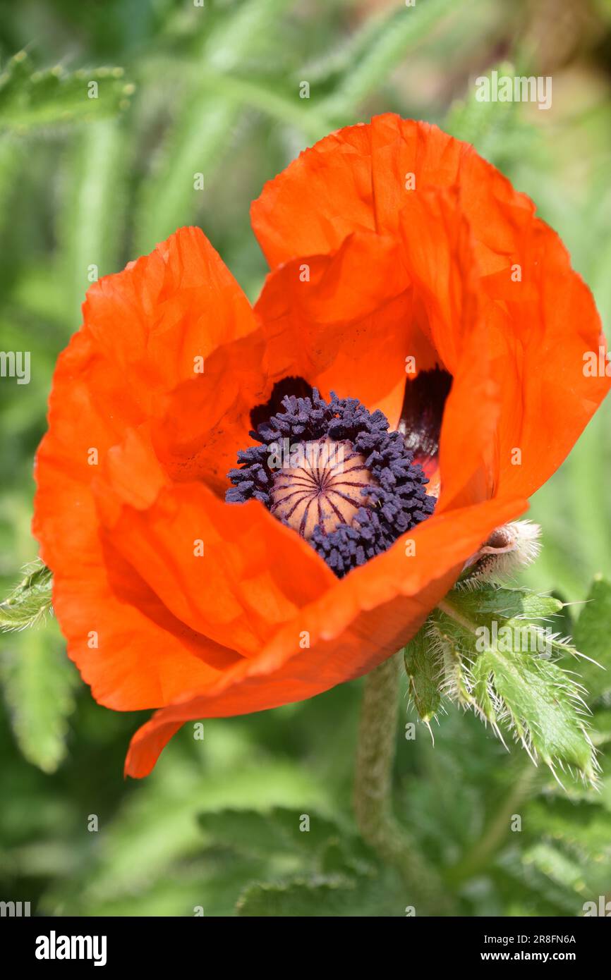 Stunning flowering Oriental poppy flower blooming in a garden Stock ...