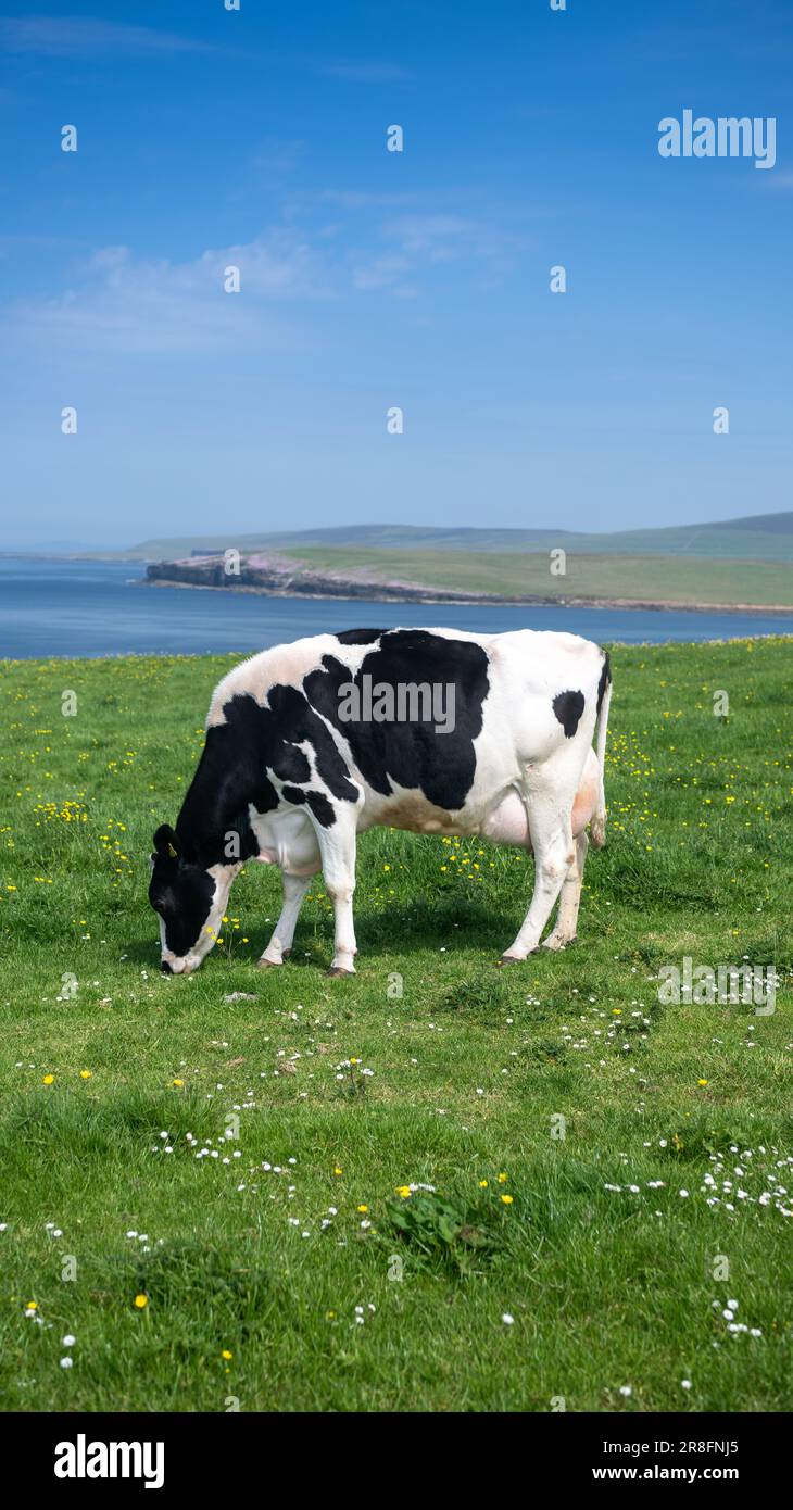 In calf Holstein dairy cow in a coastal meadow on the Orkney Isle, with ...