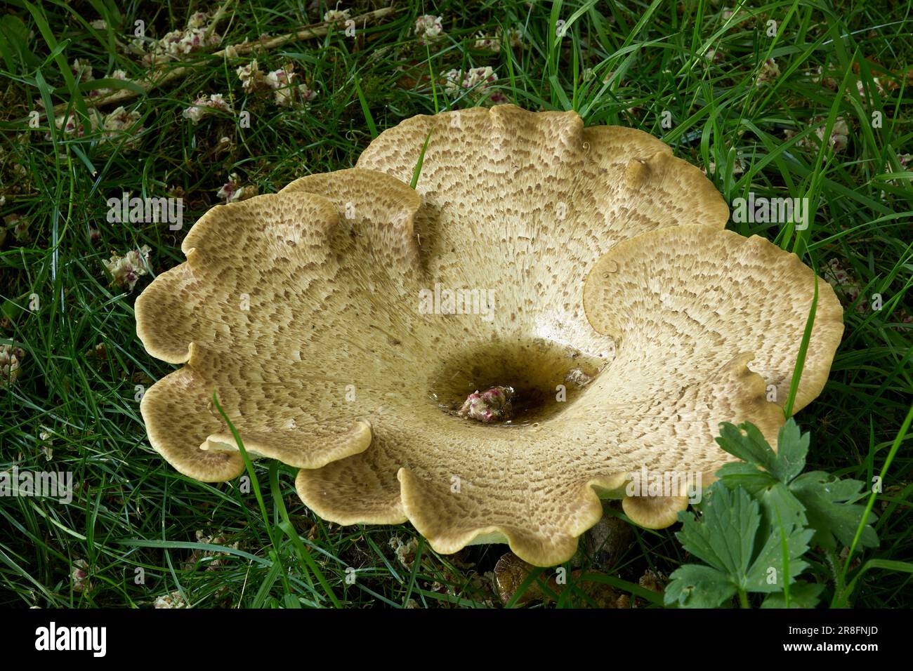 Sudden appearance of giant toadstool in North Yorkshire woodland at ...