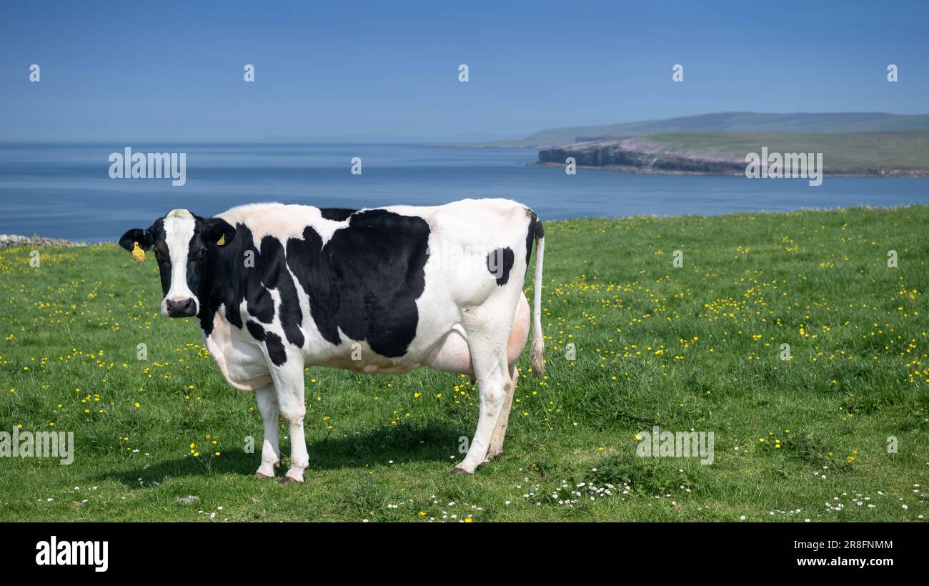 In calf Holstein dairy cow in a coastal meadow on the Orkney Isle, with ...