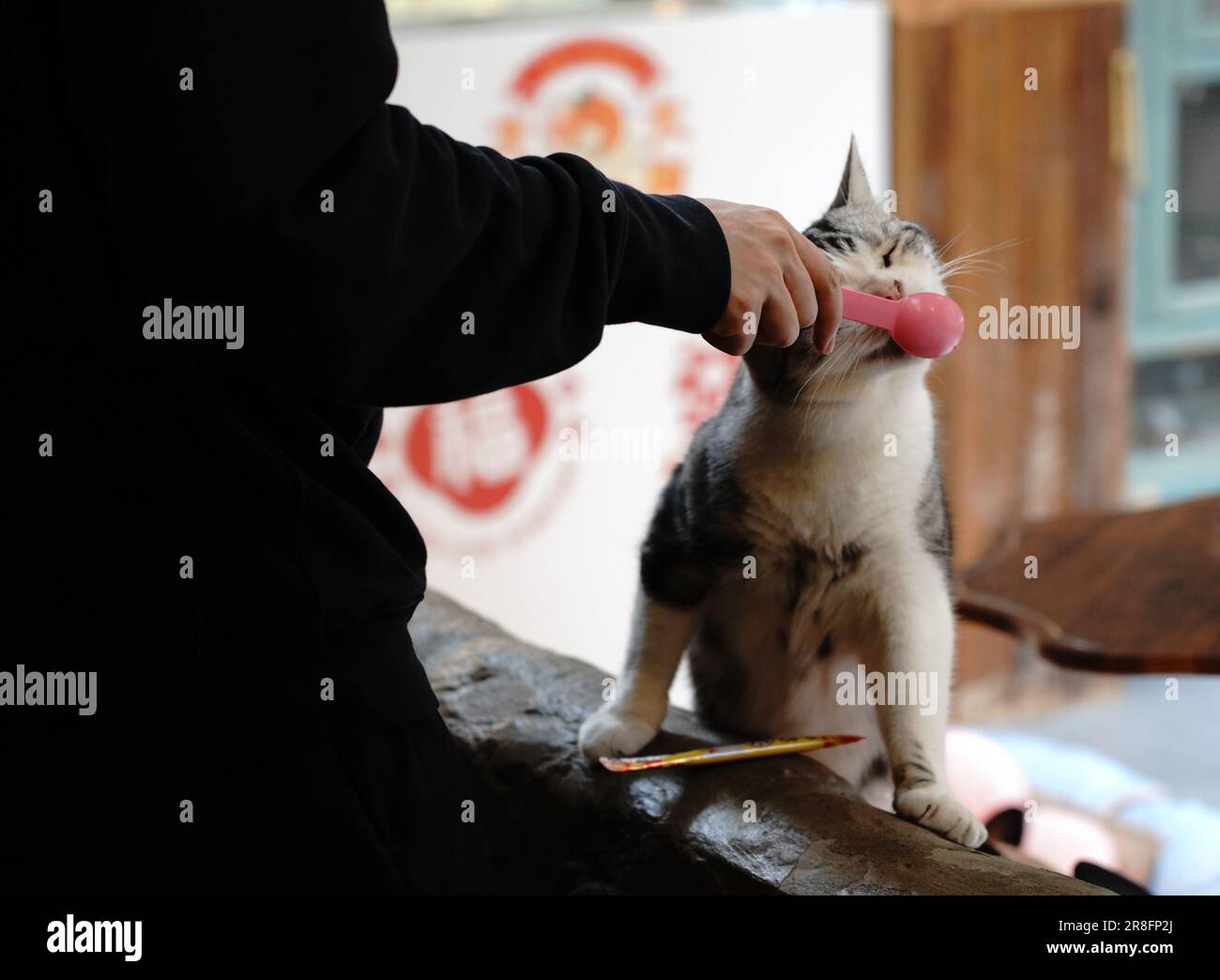 (230621) -- BEIJING, June 21, 2023 (Xinhua) -- Cat Ershaoye takes food ...