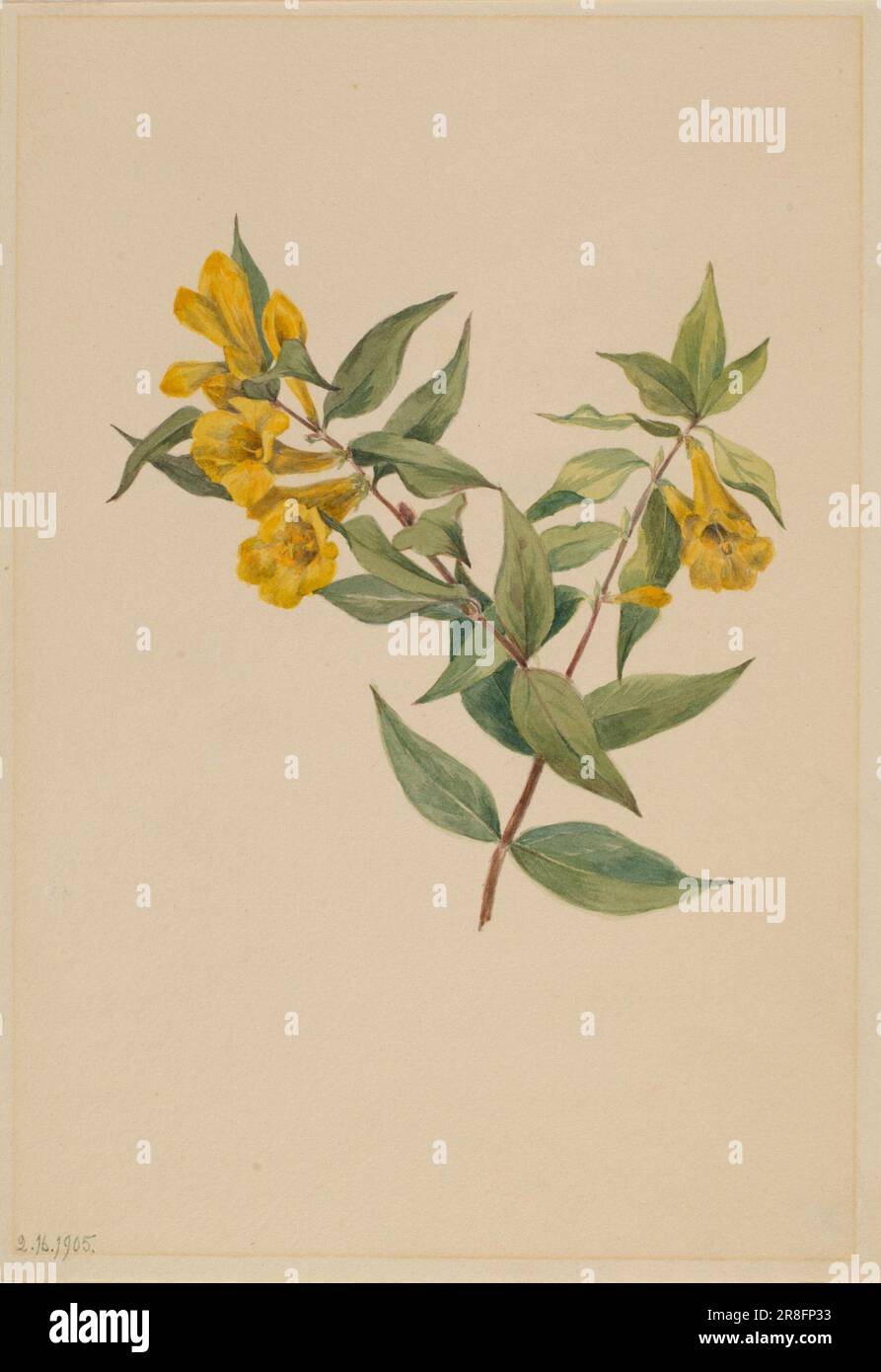 Yellow Jessamine (Gelsemium sempervirens) 1905 by Mary Vaux Walcott ...