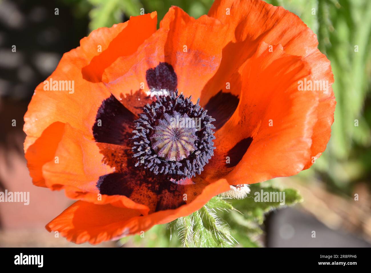 Dark powdery pollen in the center of a flowering Oriental poppy Stock ...