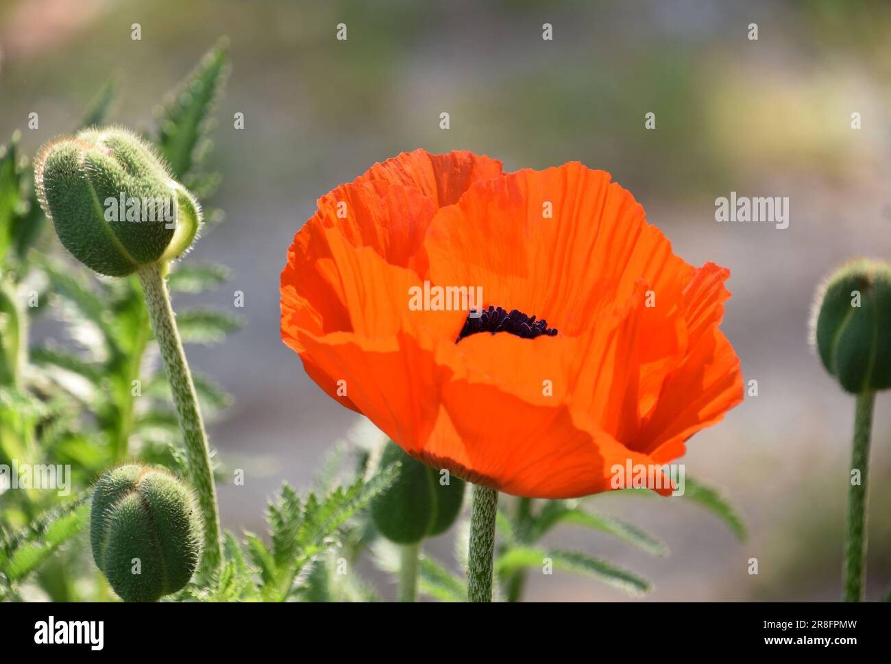 Sun shining on the petals of a flowering Oriental poppy blossom Stock ...