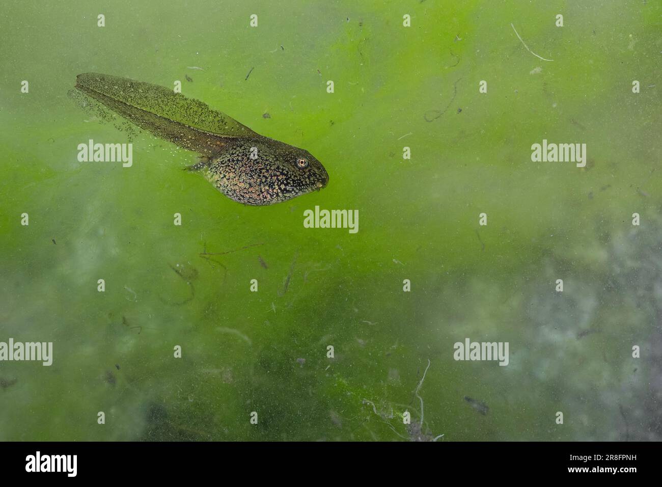 Underwater, the Alpine Newt tadpole (Ichthyosaura alpestris Stock Photo ...