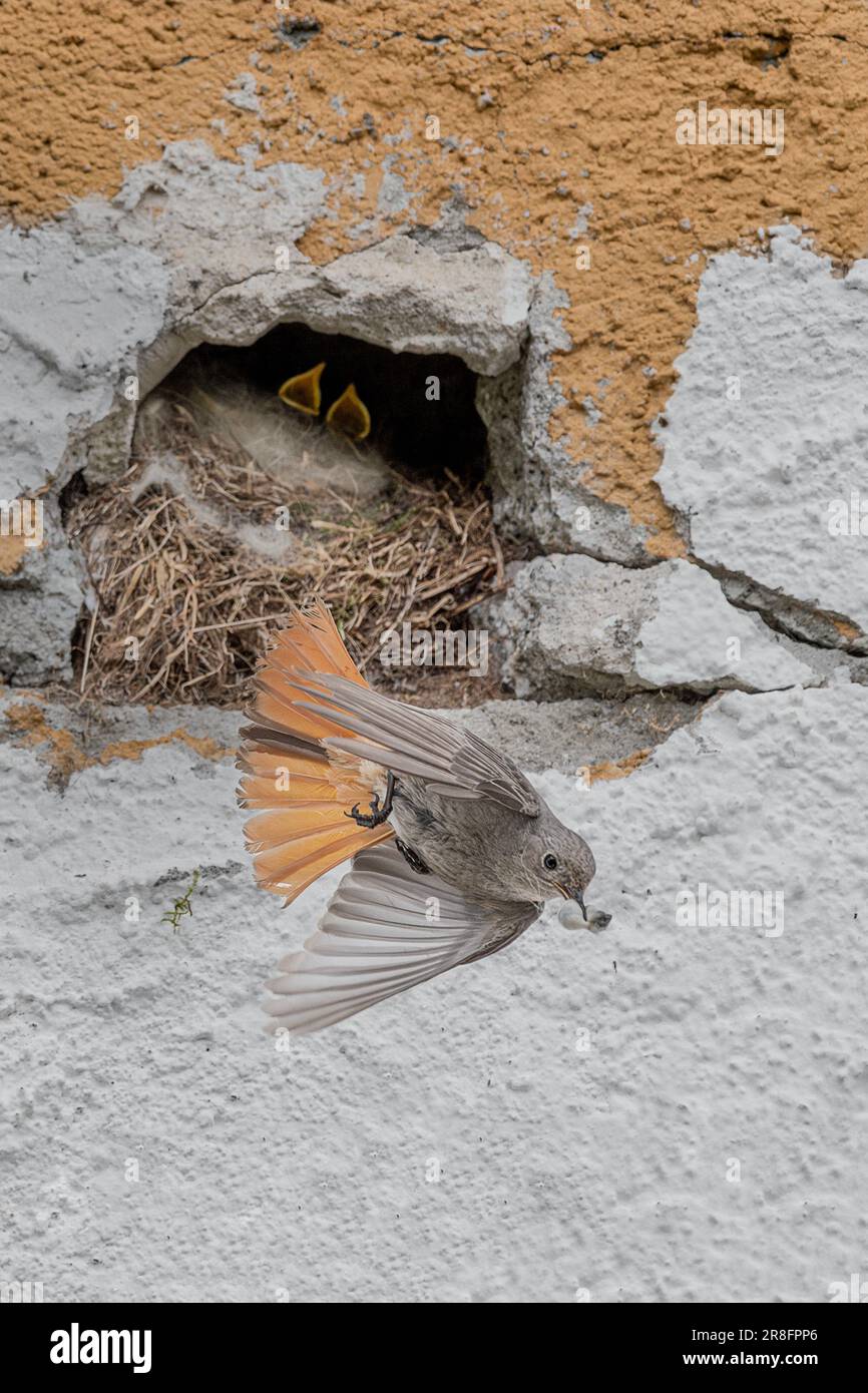 Flying out of the nest, the black redstart female (Phoenicurus ochruros ...