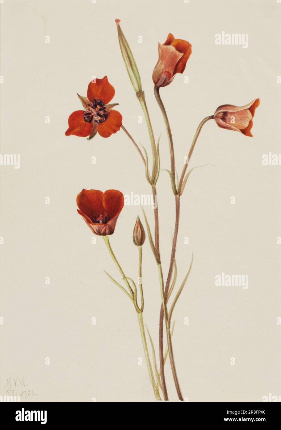 Scarlet Mariposa (Calochortus kennedyi) 1926 by Mary Vaux Walcott, born ...