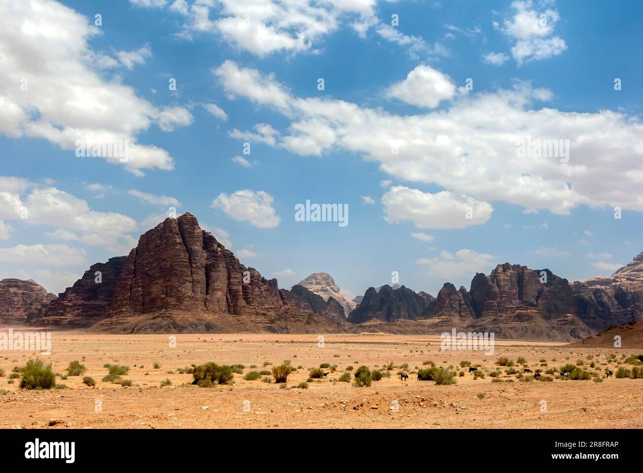 Goats graze on vegetation in the incredible landscape of Wadi Rum in ...