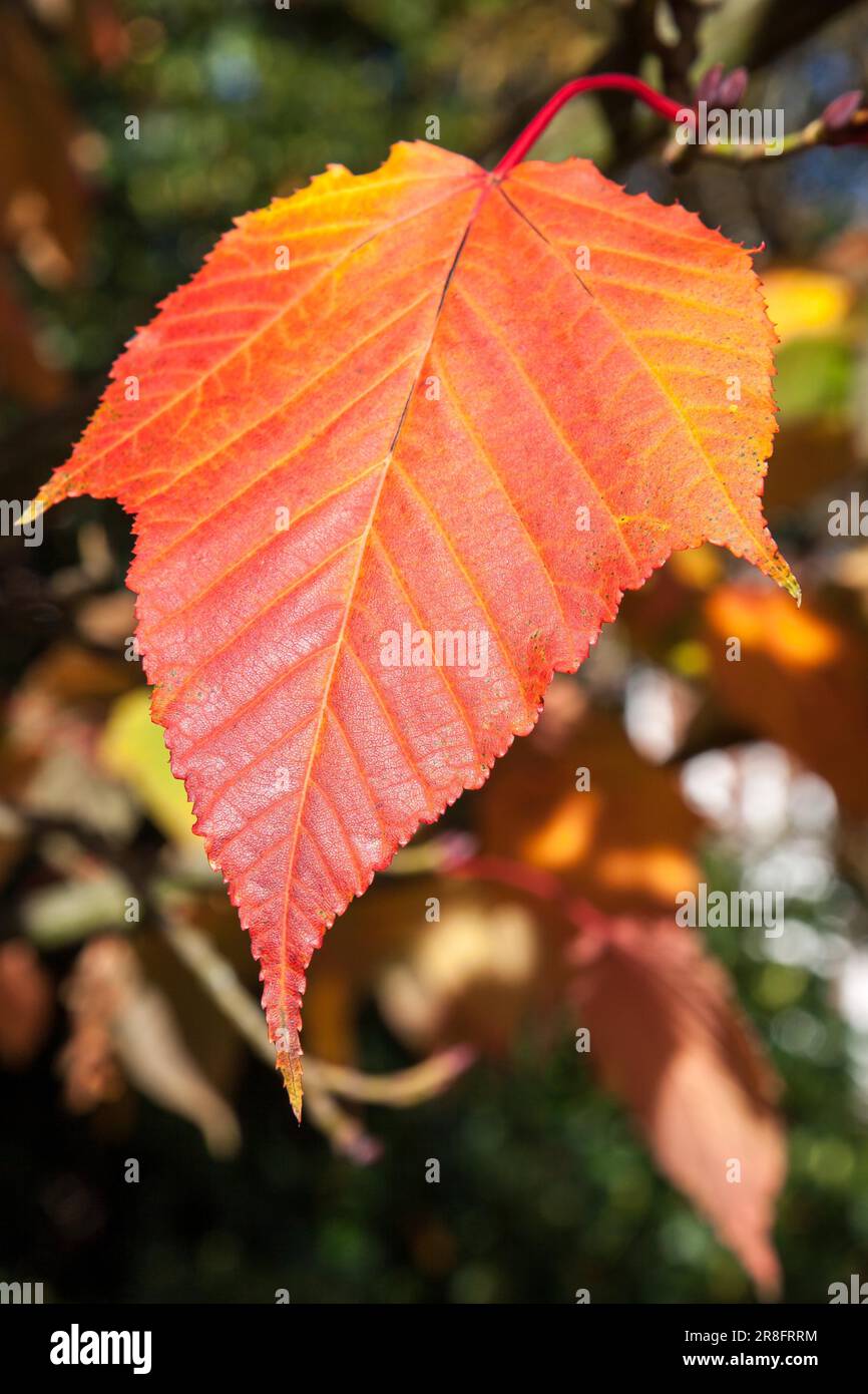Snake bark maple tree hi-res stock photography and images - Alamy