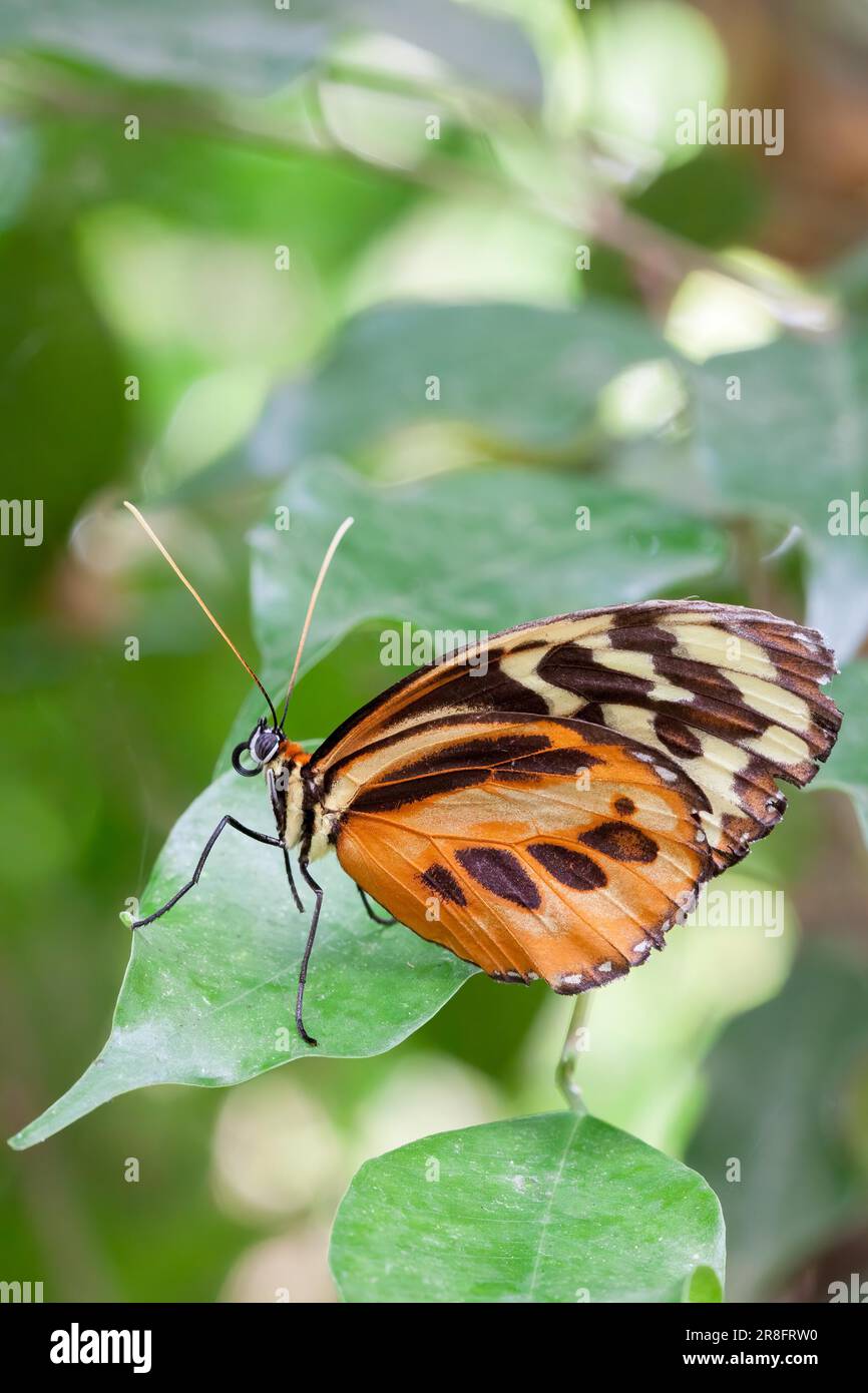 Large Tiger Butterfly (Lycorea cleobaea) resting on a leag Stock Photo ...