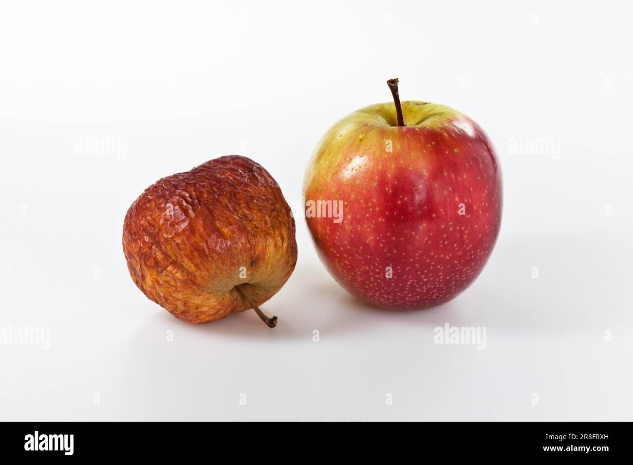 Apples in various stages of ripeness, against a white background Stock ...