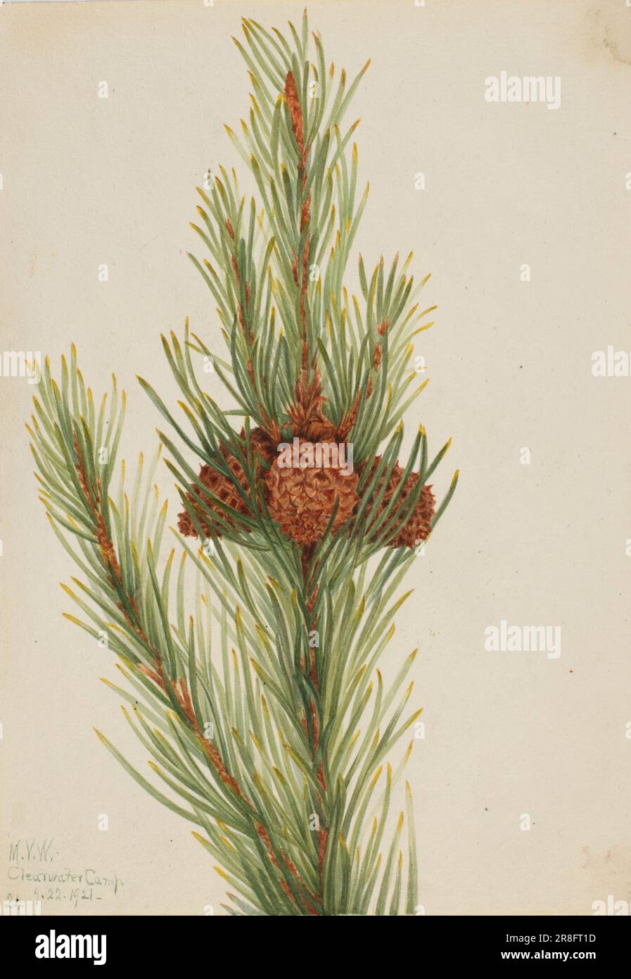 Pinus contorta murrayana hi-res stock photography and images - Alamy