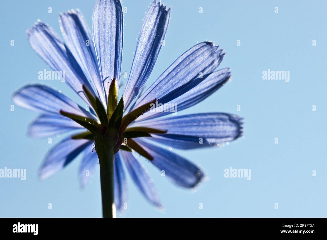 Common chicory (Cichorium intybus), flowering in summer Stock Photo - Alamy