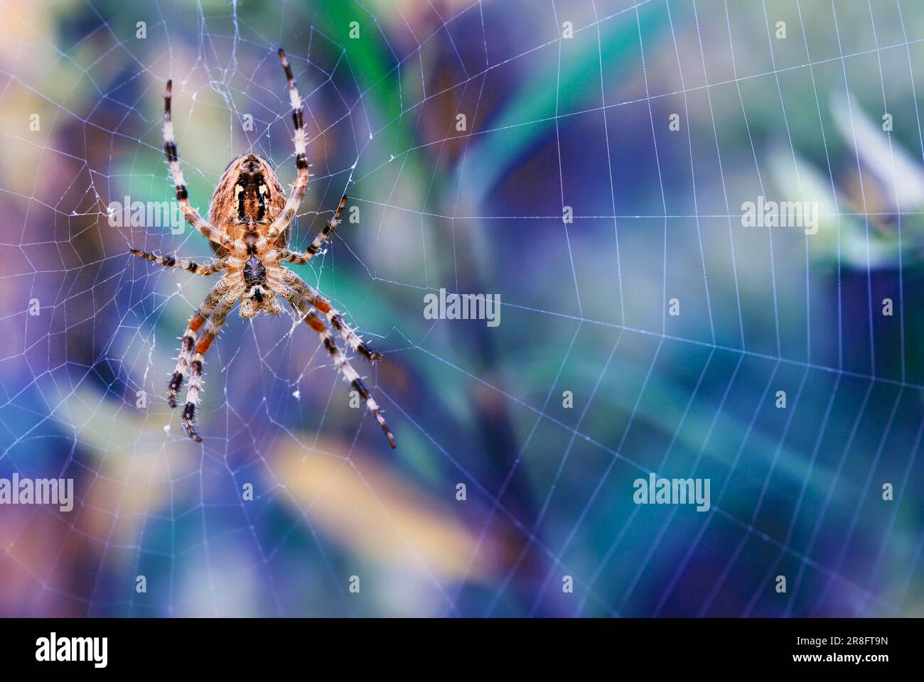 Garden spider in it cobweb Stock Photo - Alamy