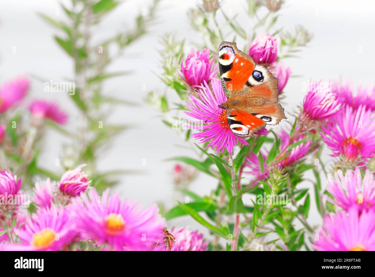 Aster with peacock butterfly hi-res stock photography and images - Alamy