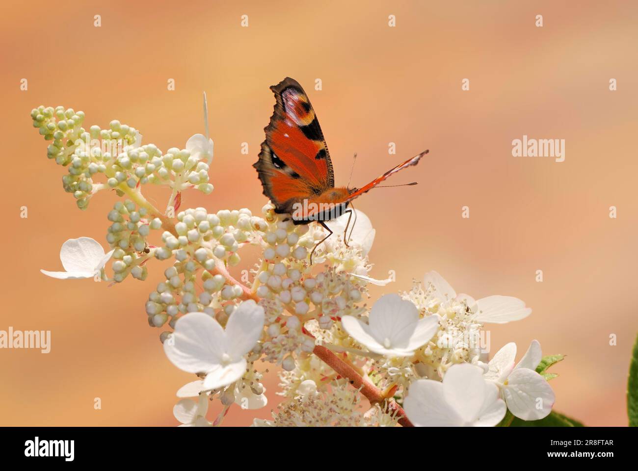 Flowe detail hi-res stock photography and images - Alamy