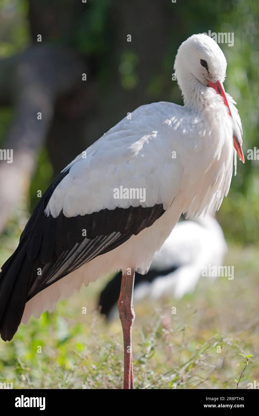 Stork in nature hi-res stock photography and images - Alamy