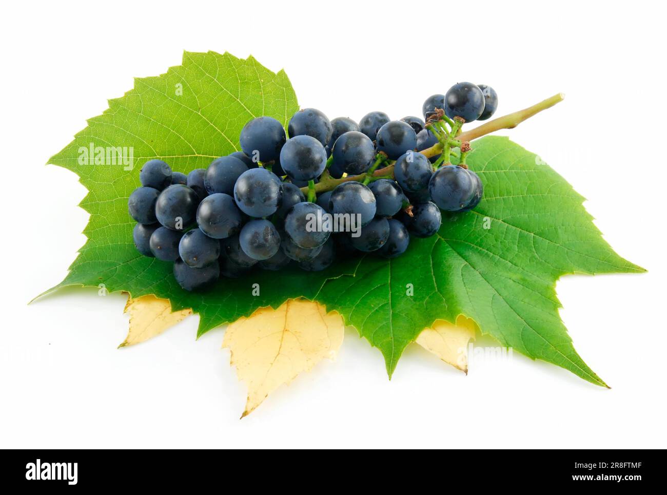 Bunch of Ripe Blue Grapes with Leaf Isolated on White Background Stock Photo - Alamy