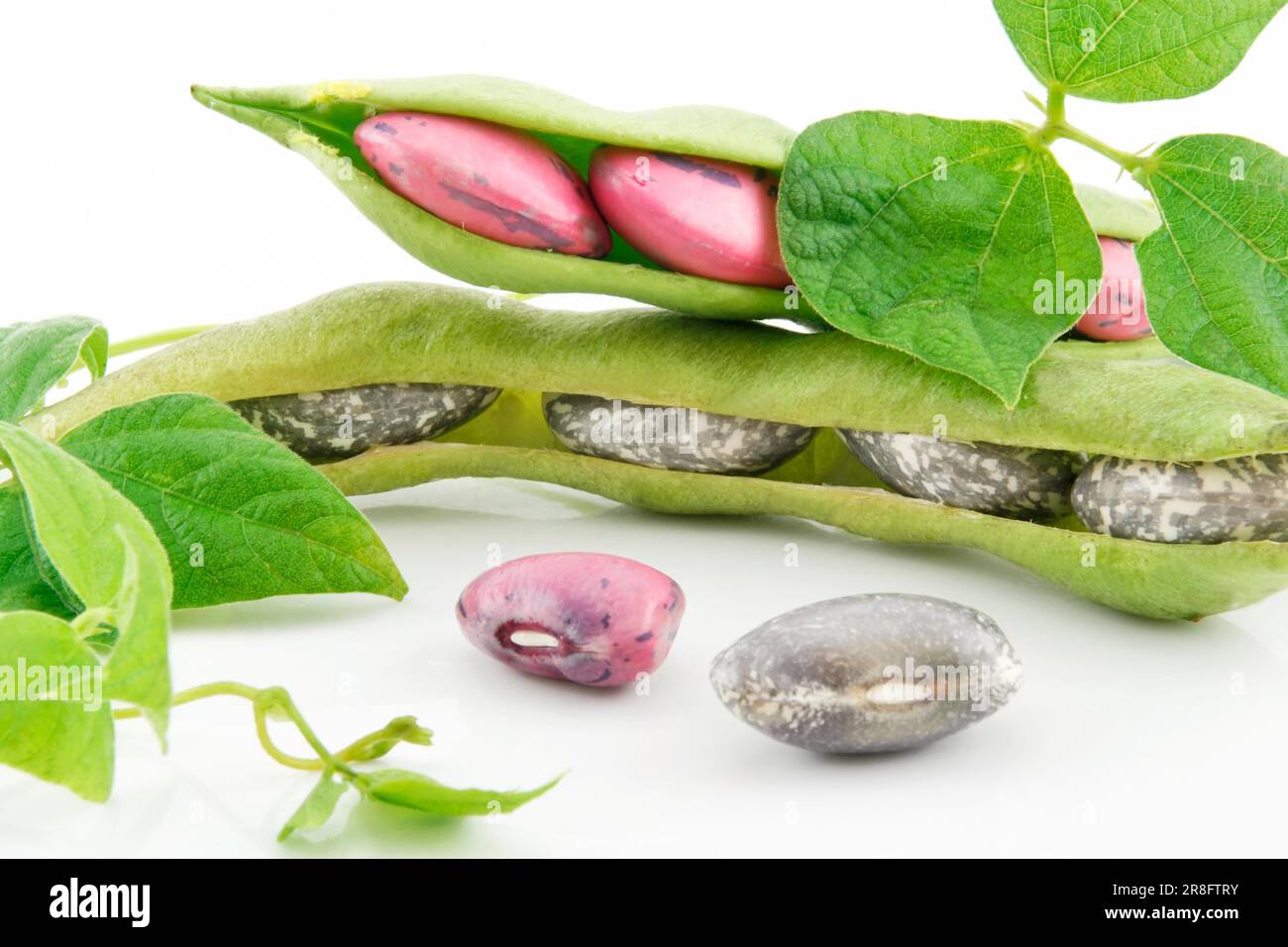 Ripe Haricot Beans with Seed and Leaves Isolated on White Background ...