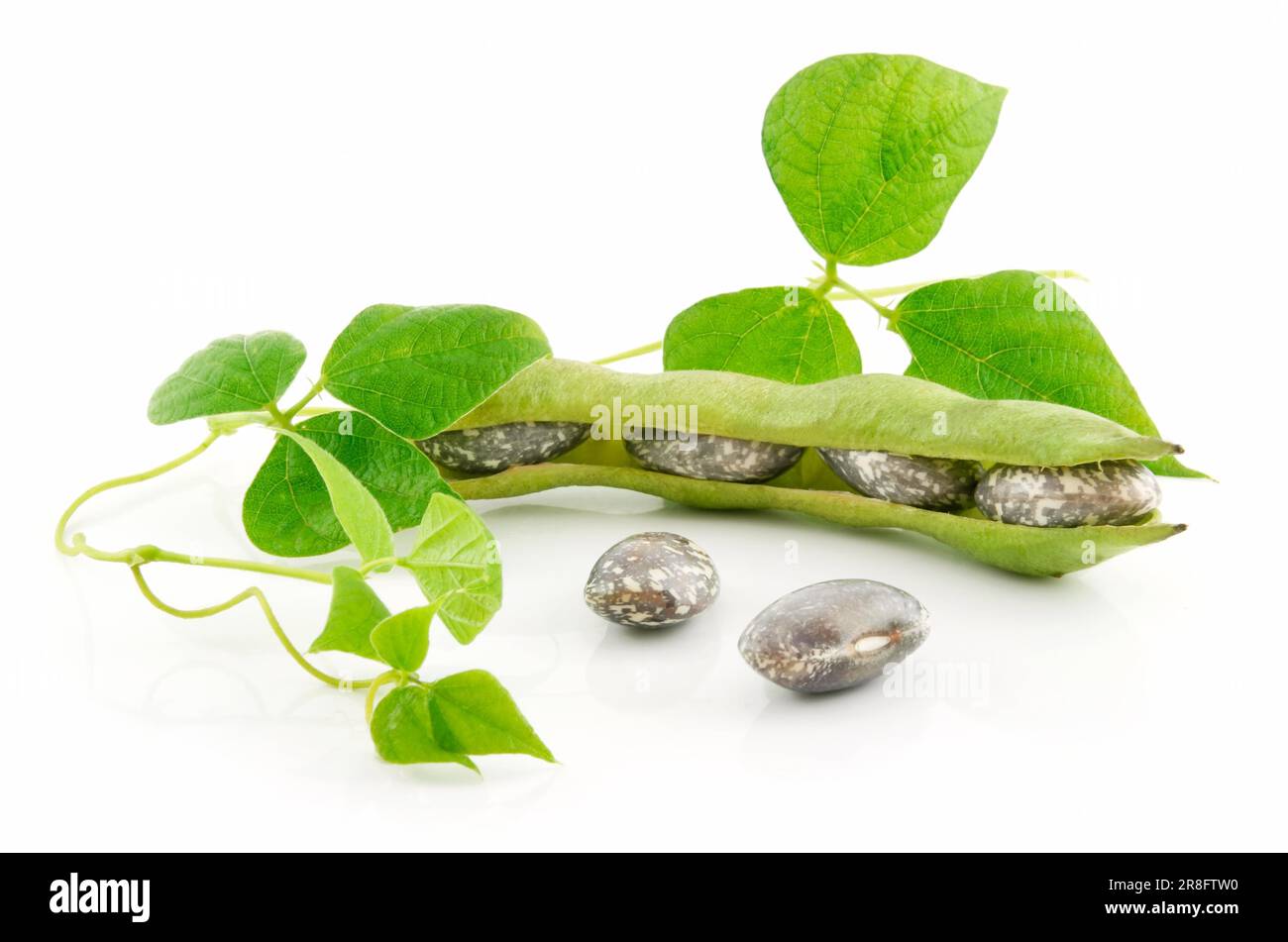 Ripe Haricot Beans with Seed and Leaves Isolated on White Background ...
