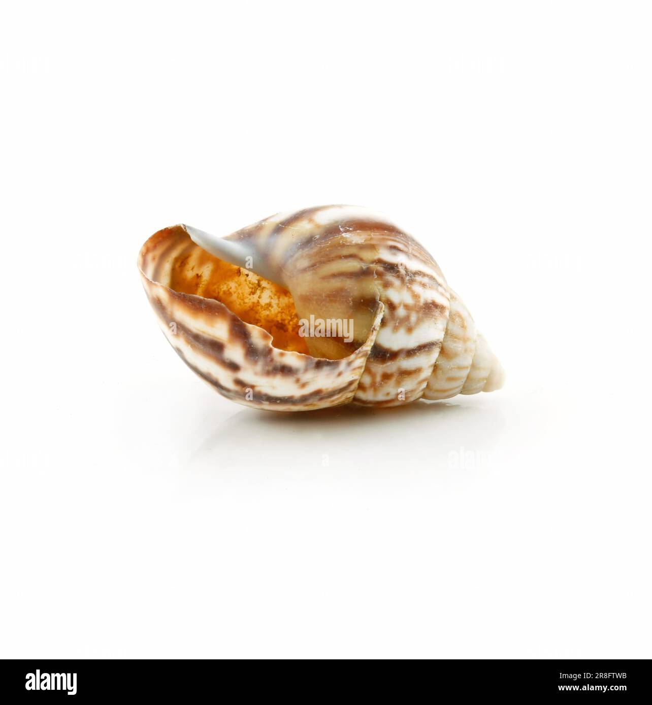 Seashell white background Cut Out Stock Images & Pictures - Alamy