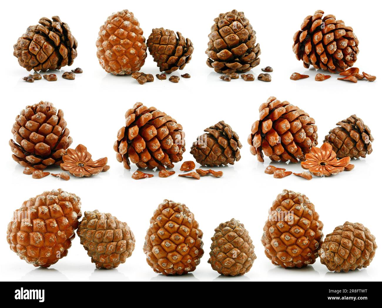 Set of Nuts and Cones of Siberian Pine Isolated on White Background ...