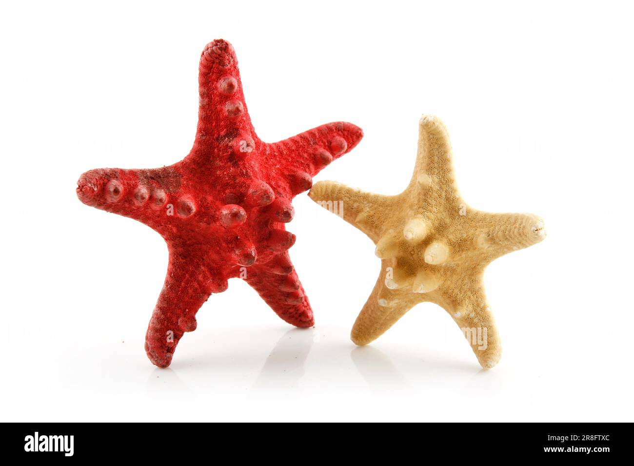 Two Colored Seashells Starfishes Isolated on White Background Stock ...